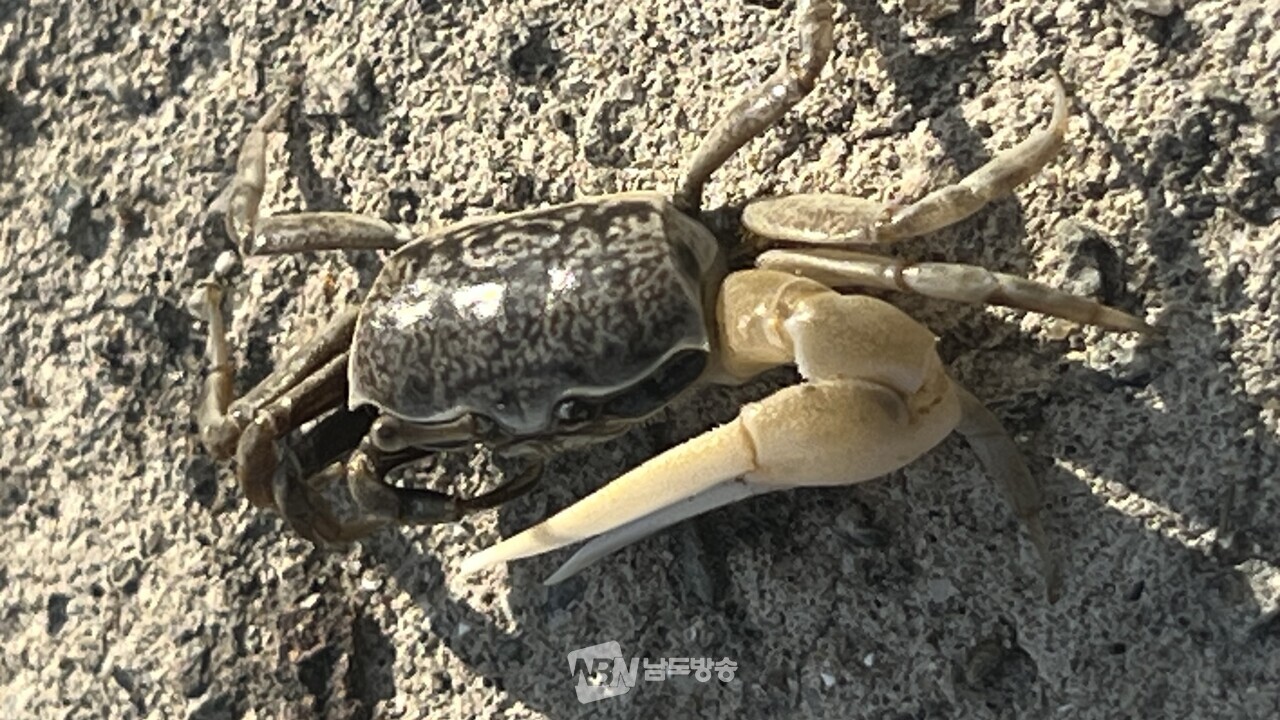 광양 황금산단 발전소 현장서 '멸종위기종' 발견··· "무분별한 개발 반대"